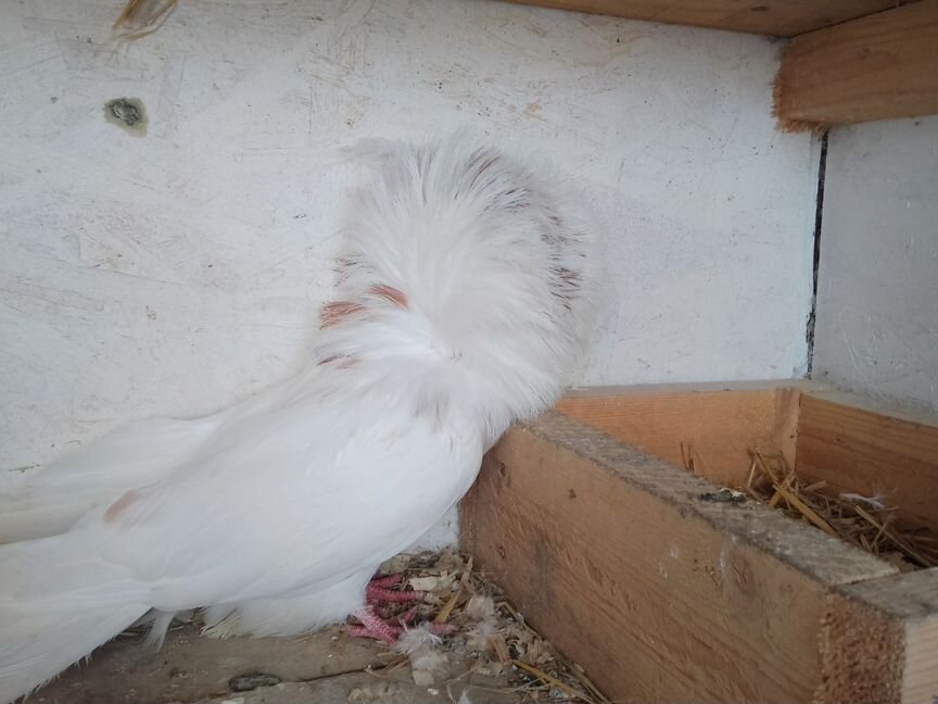 Голуби Якобины