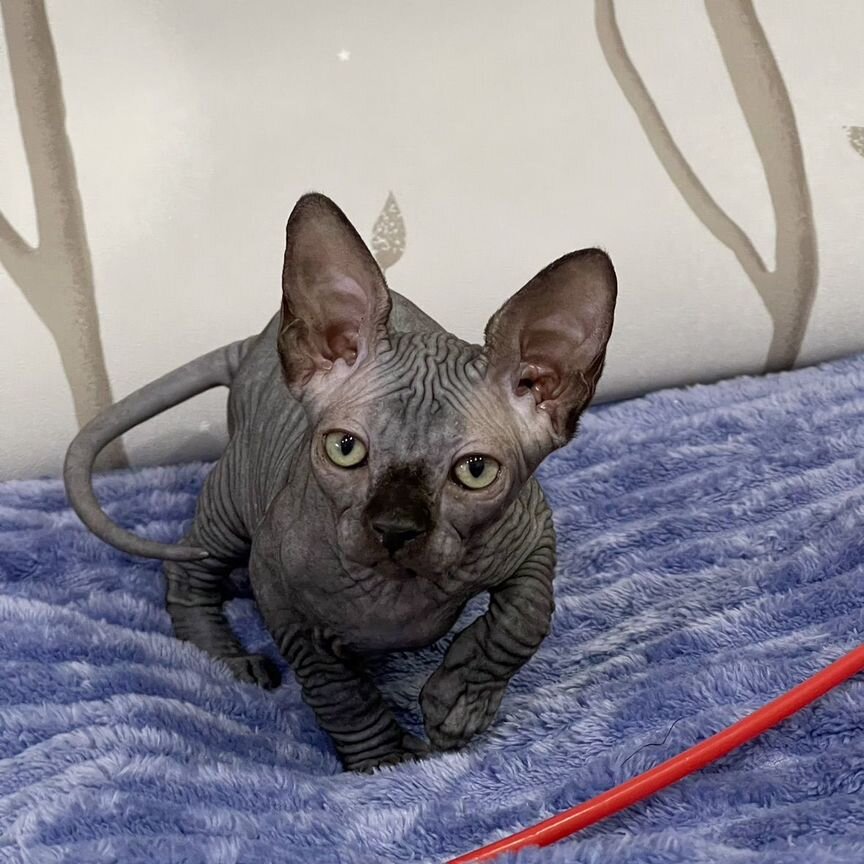 Чистокровная малышка