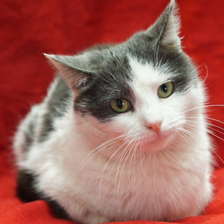 Взрослая, кошка в добрые руки