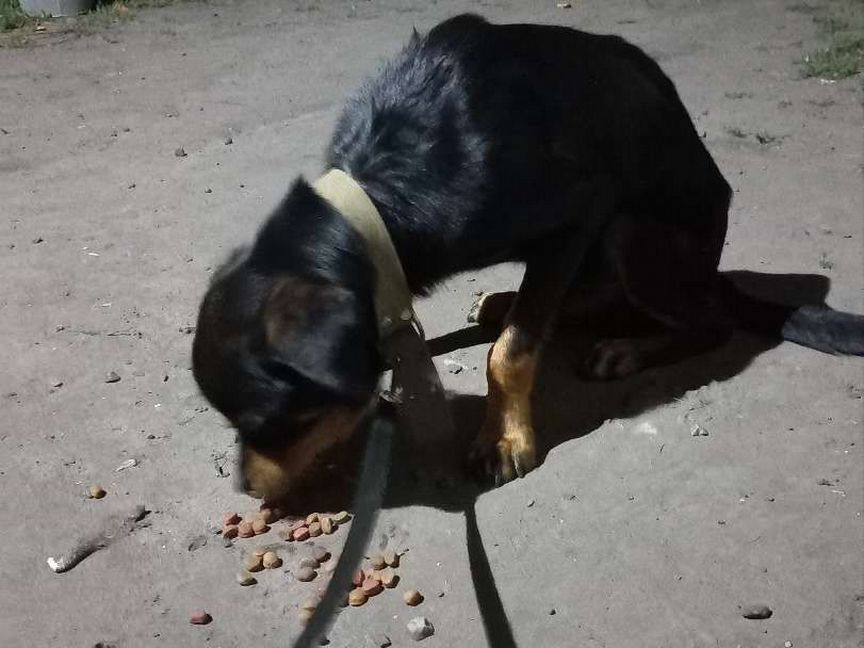 Щенки ротвейлера бесплатно