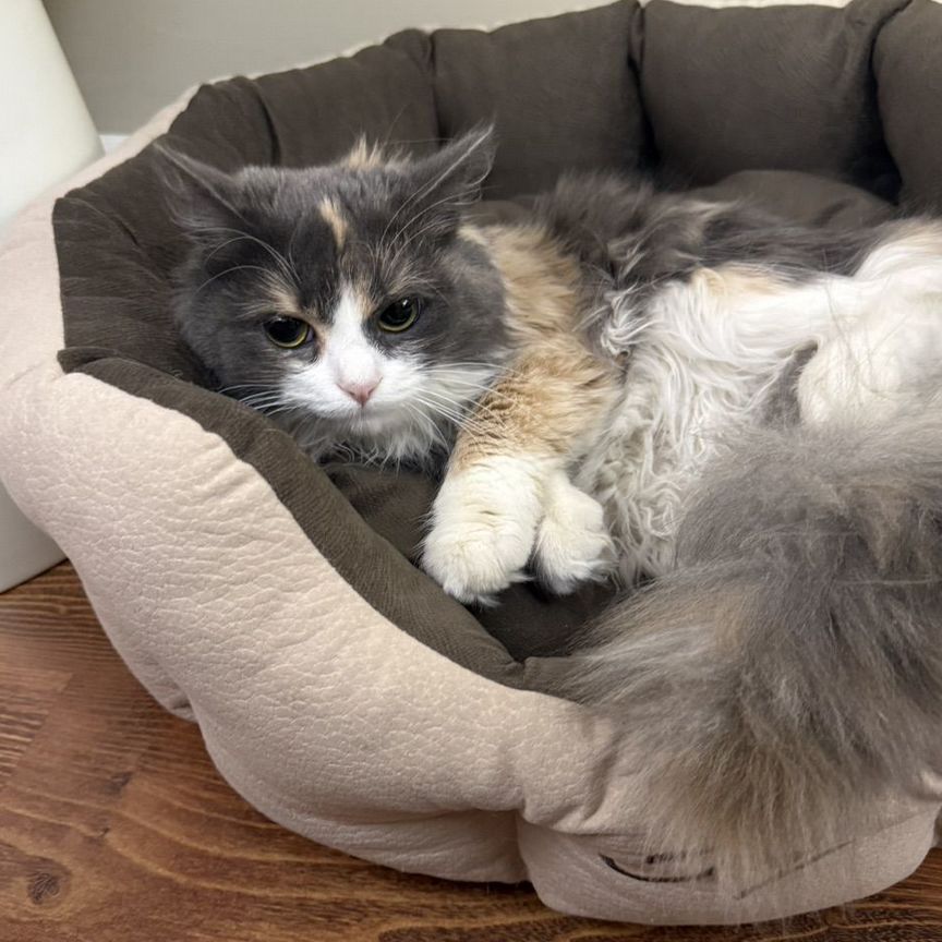 Сибирский котёнок