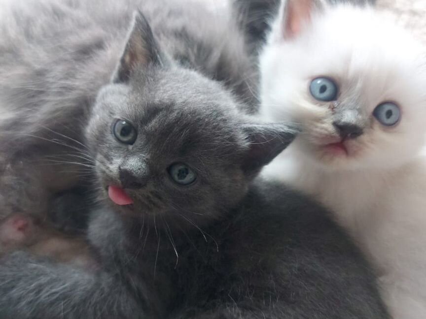 Шотландские котята