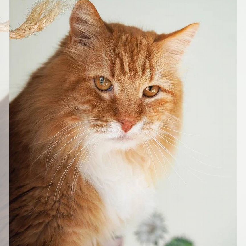 Кот рыжий львенок