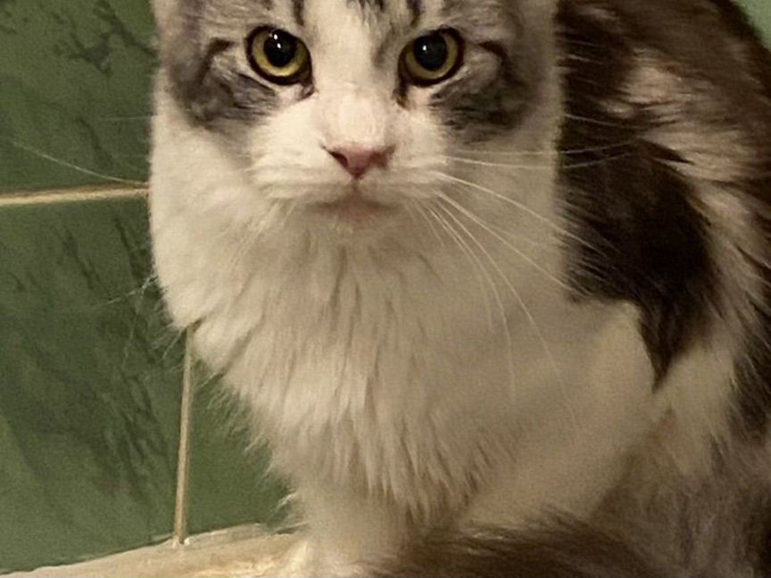 Мейн-куночка