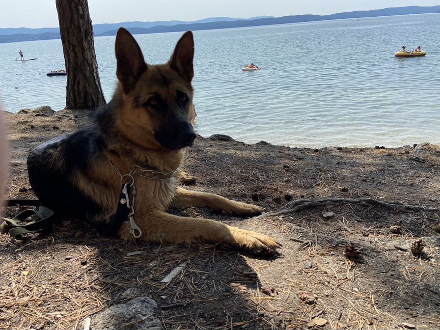 Немецкая овчарка