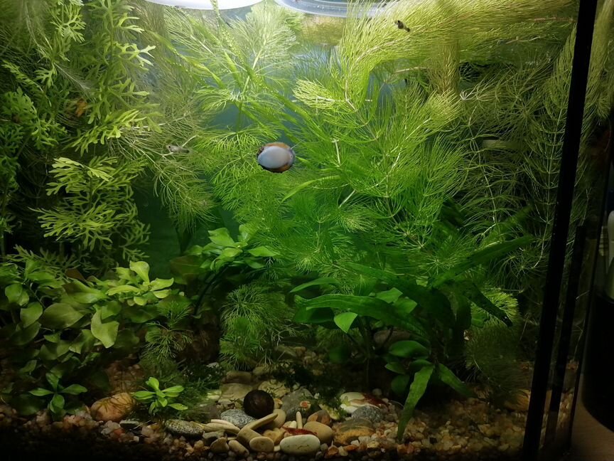 Аквариумные растения