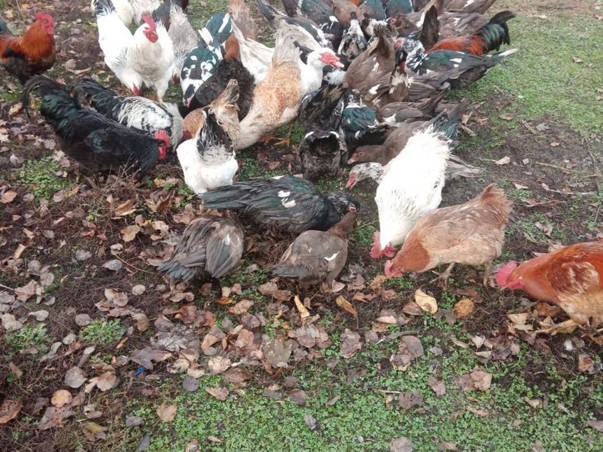 Индоутки и петушки