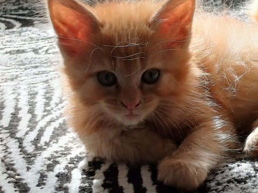 Котята мейн-кун