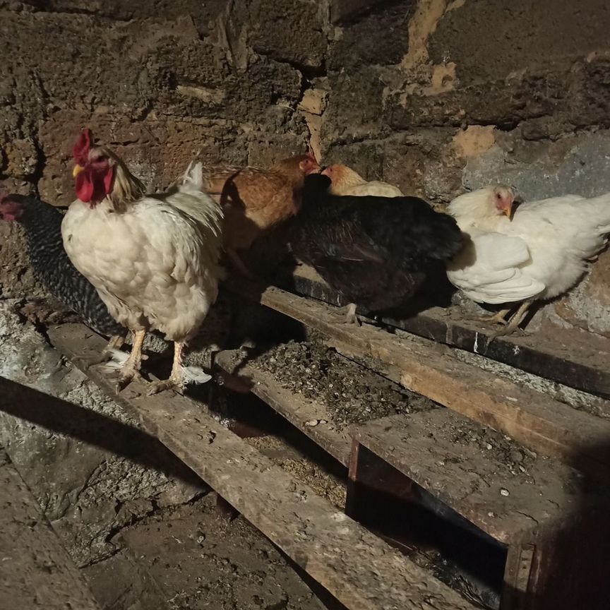 Куры Домашние. И Голуби