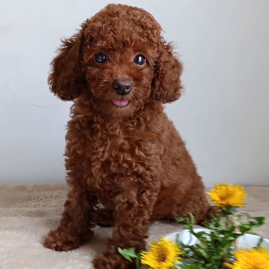 Той-пудель, щенок