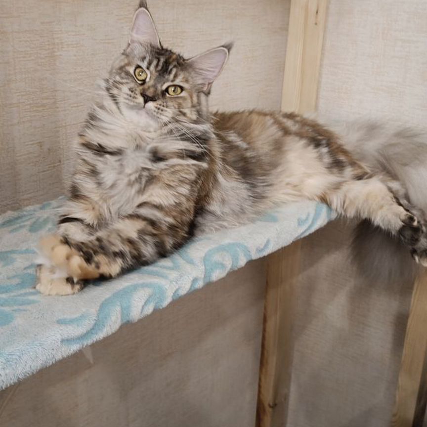 Ищем кота мейн-куна полидакта на вязку