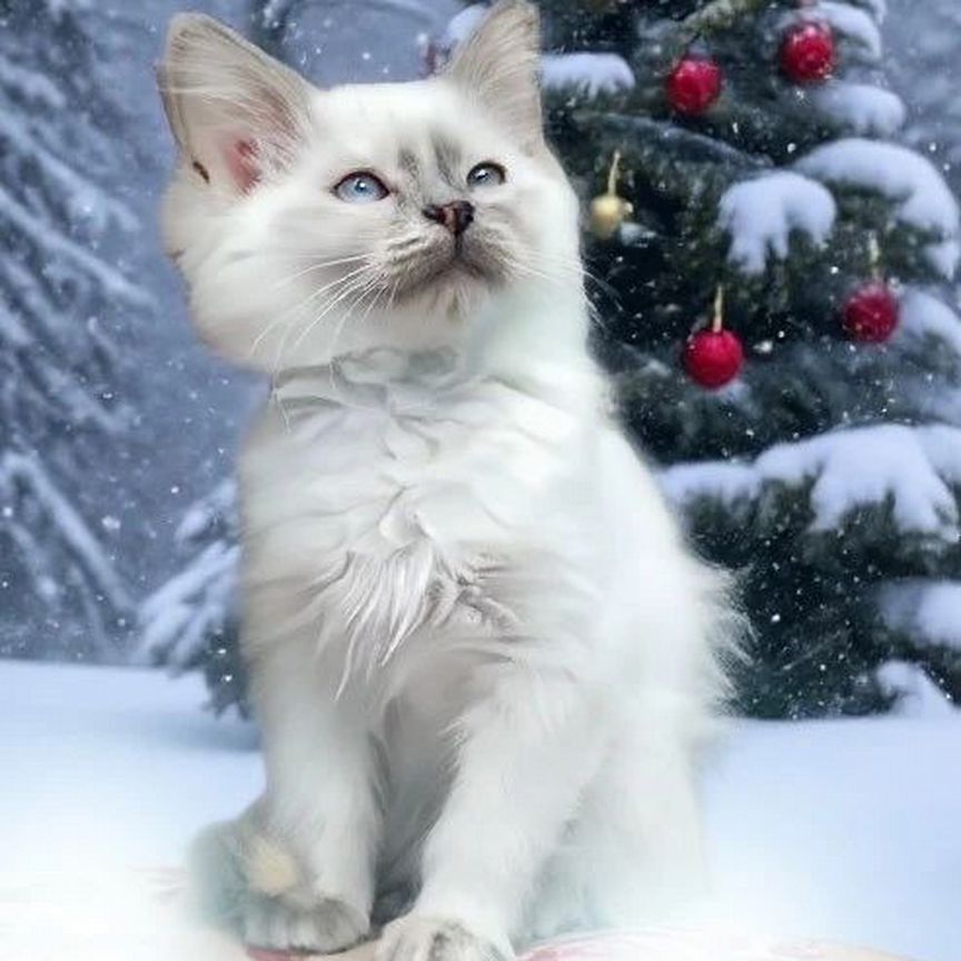 Рэгдолл котёнок