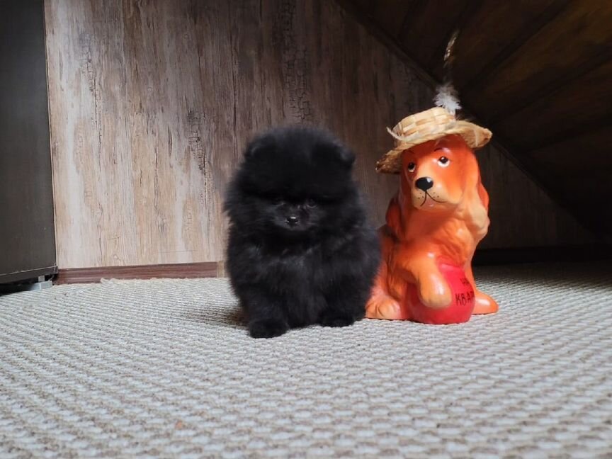 Померанский шпиц мини щенок