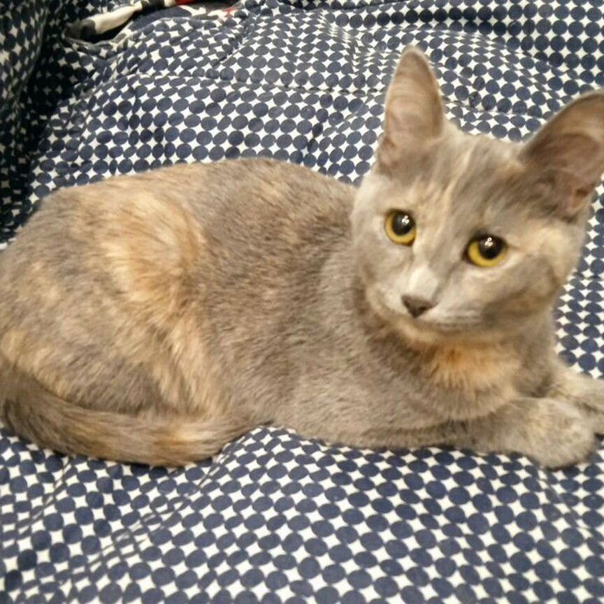 Кошечка Мидея (Миди)