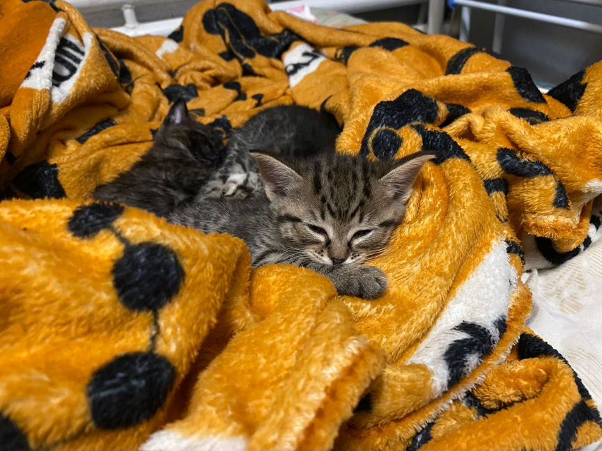 Котята в добрые руки