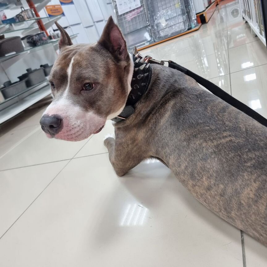 Случка стфф