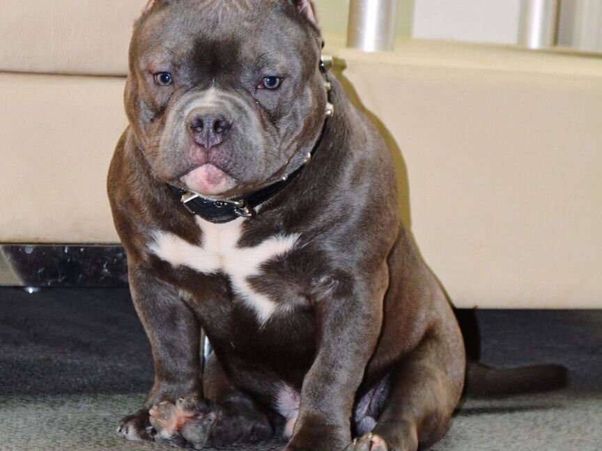 Булли кобель