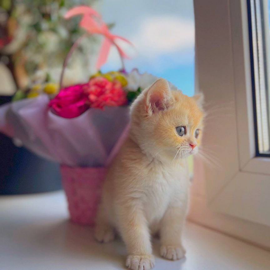 Британские котята золотая шиншилла