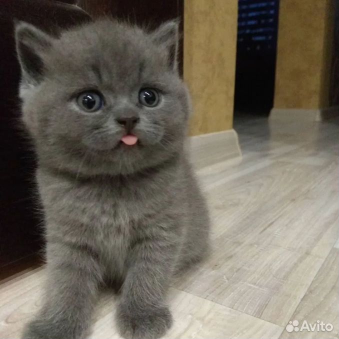 Голубые и лиловые британские парни с документами