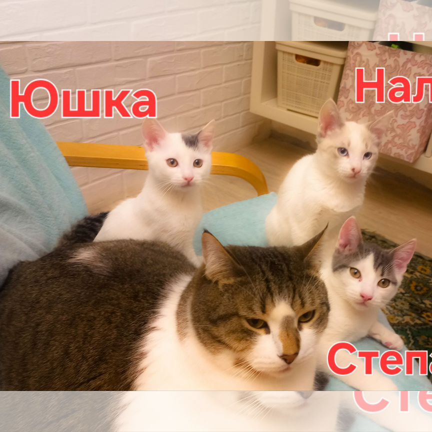 Котёнок в добрые руки