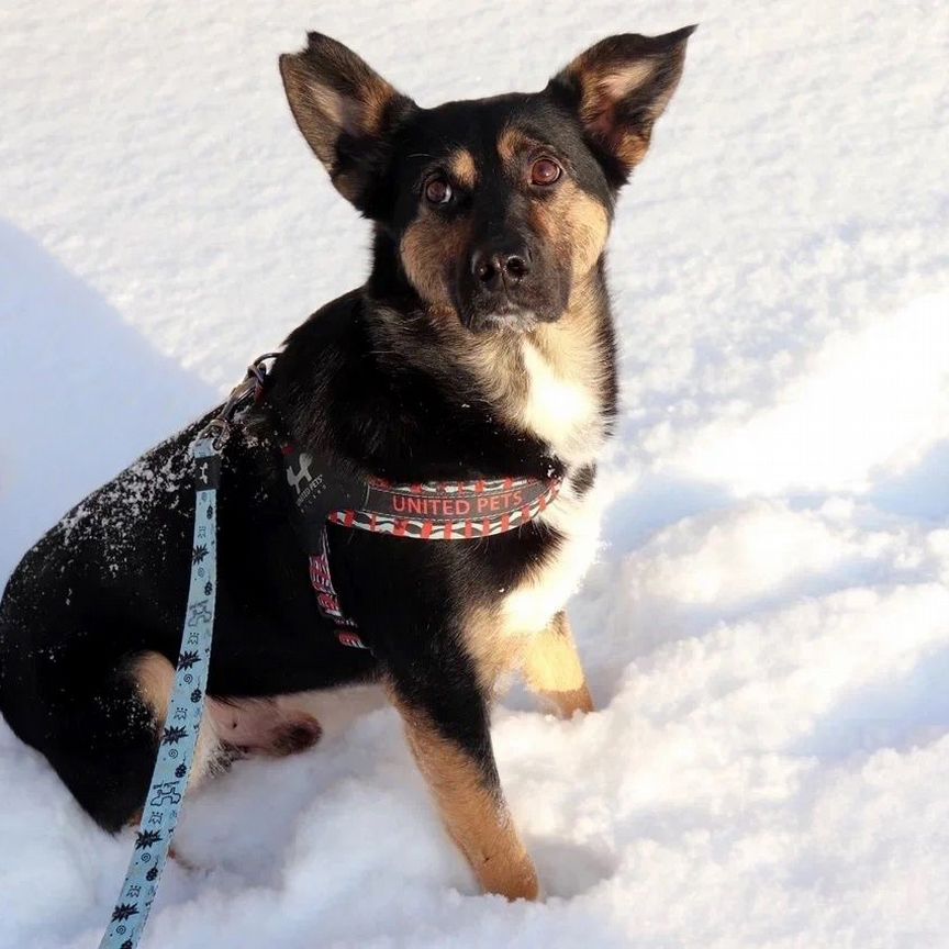 Пёсик Бостон