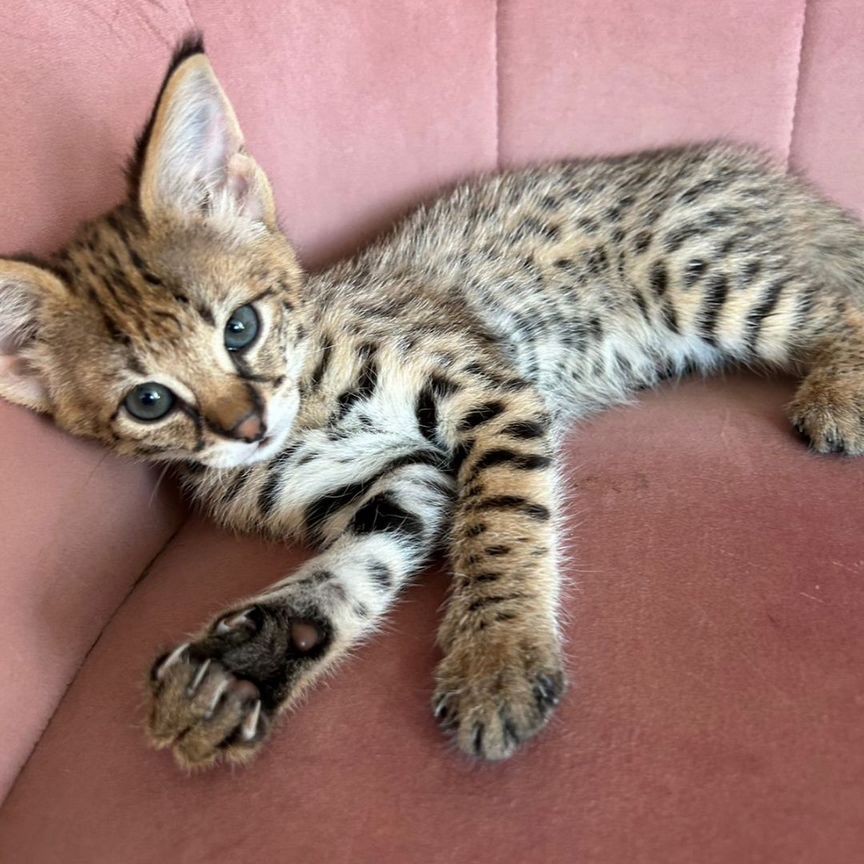 Саванна котята ф1