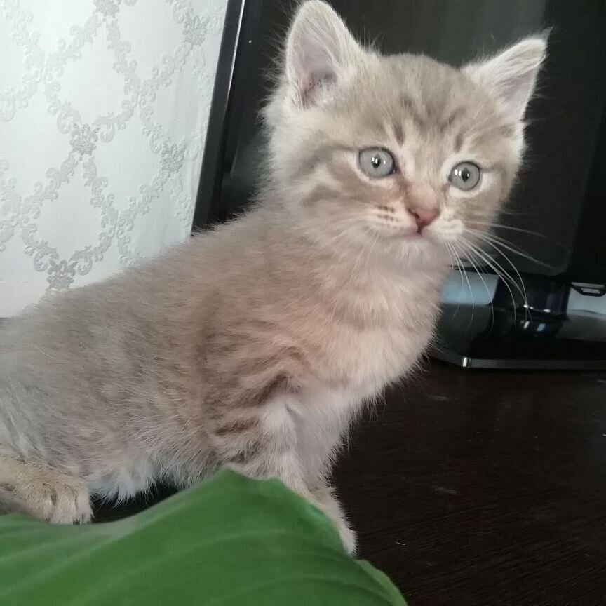 Котик котенок