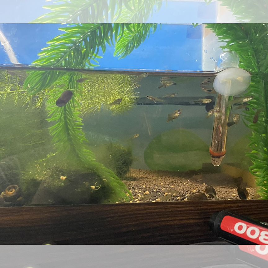 Мальки гуппи