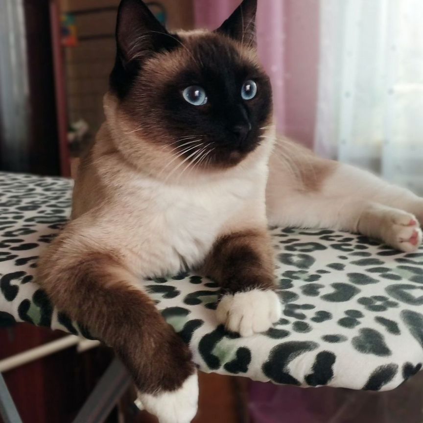Сиамский Кот вязка