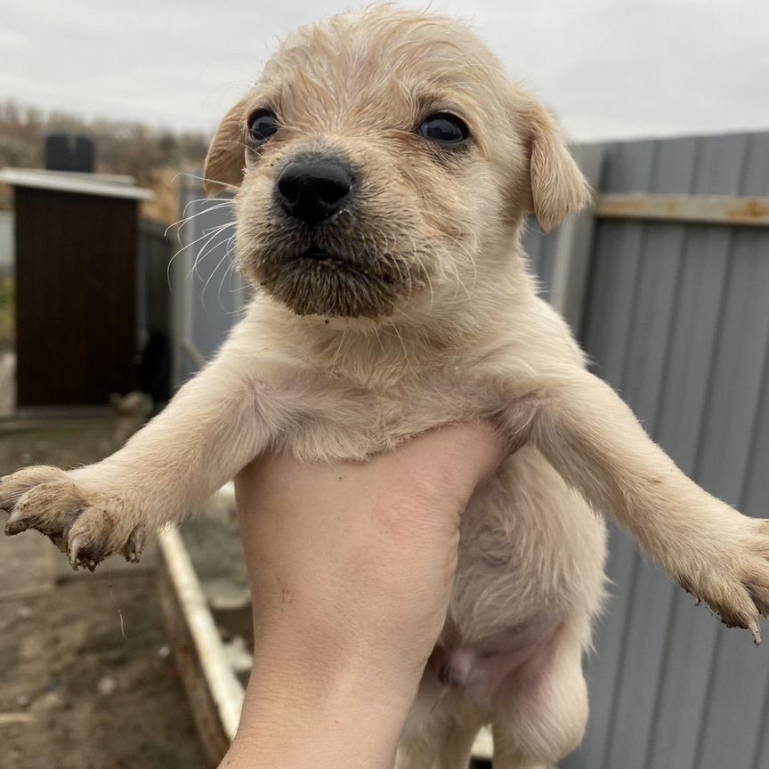 Щенок в добрые руки бесплатно