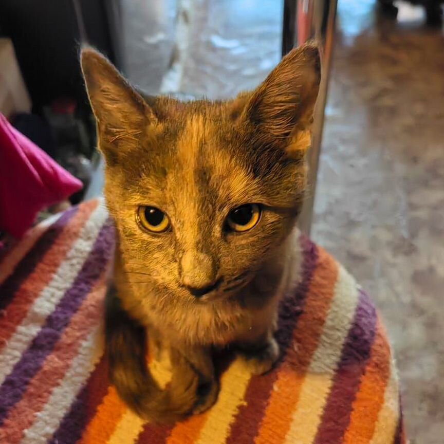 Котята бесплатно