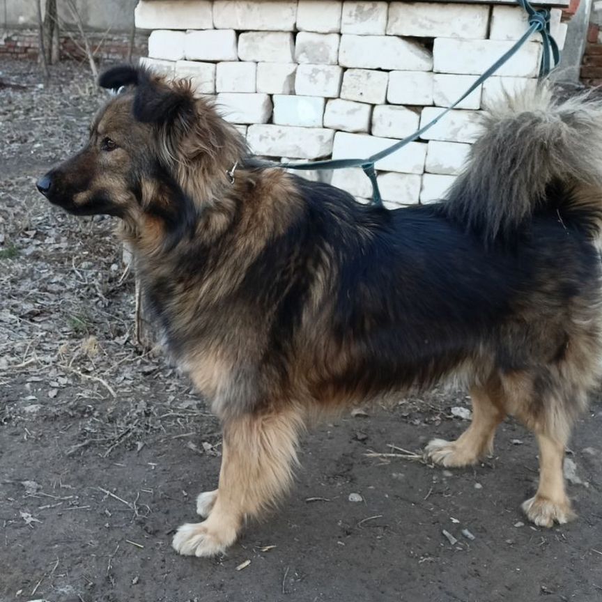 Собака в добрые руки отдам бесплатно