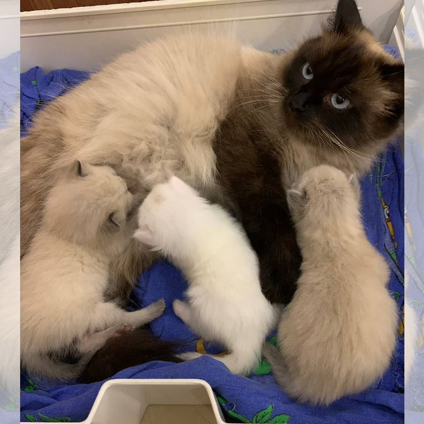 Котята милашки