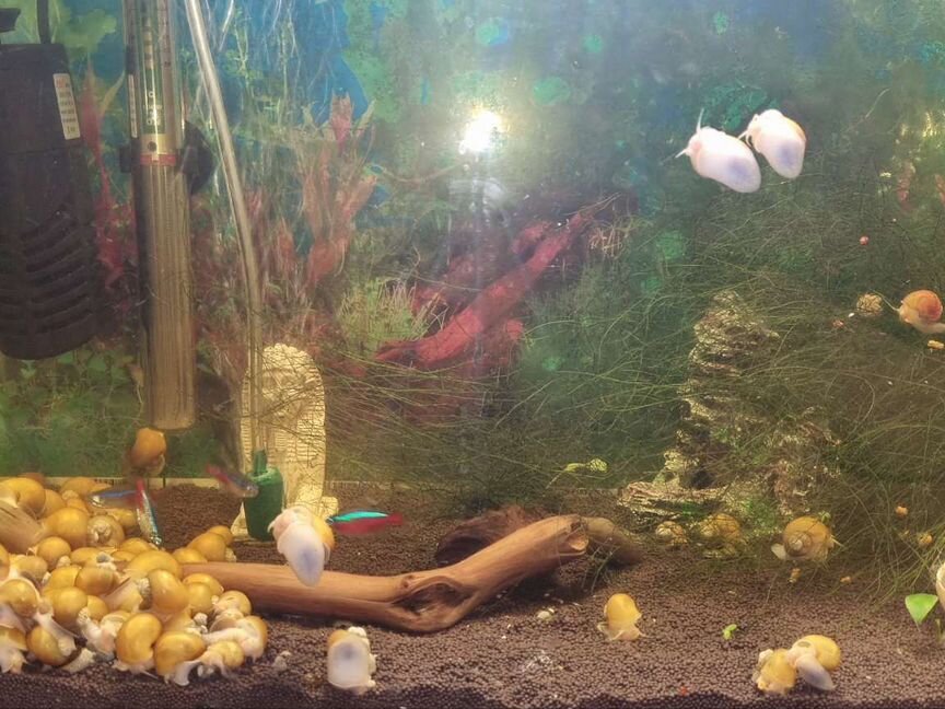 Улитки ампулярии в аквариум