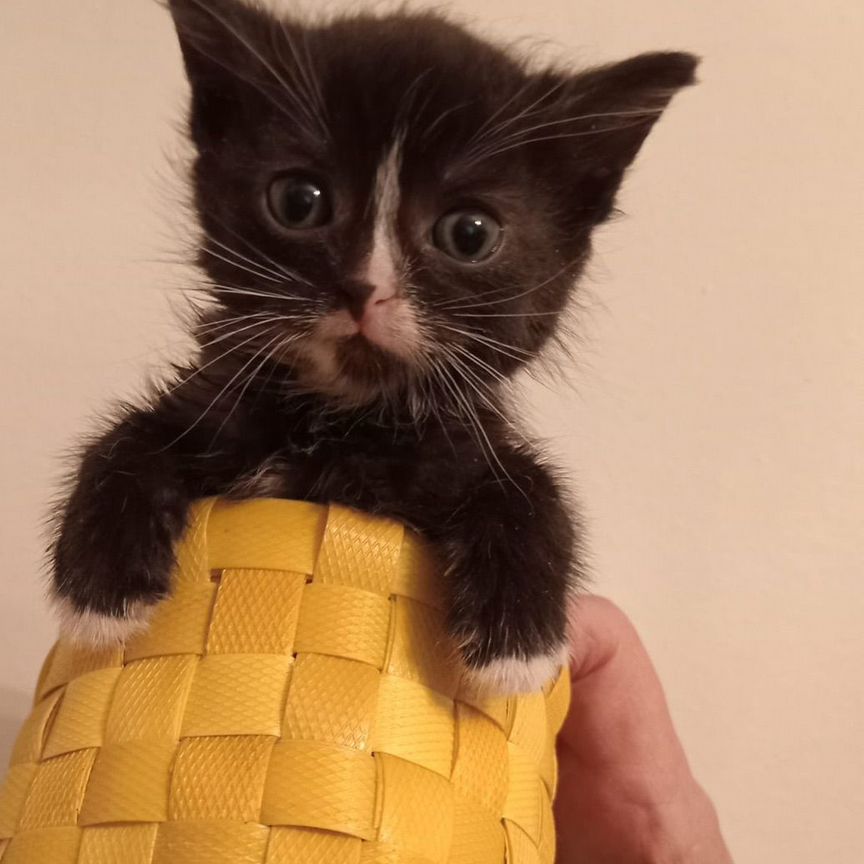 Котёнок 2месяца в дар