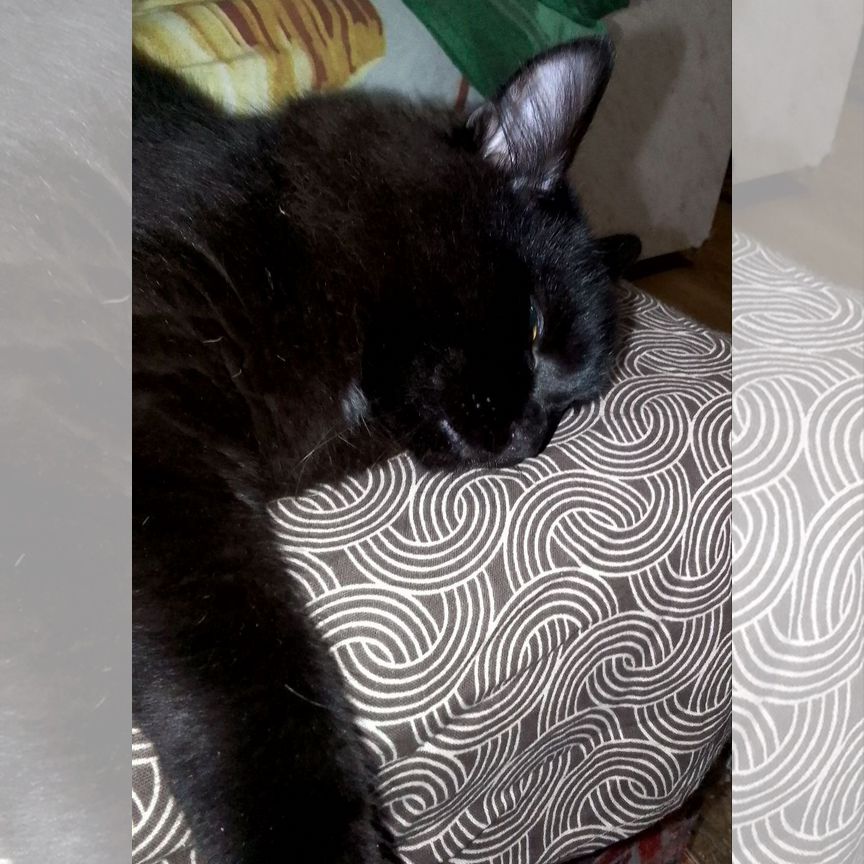 Одам бесплатно котиков