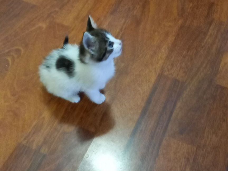 Кошка