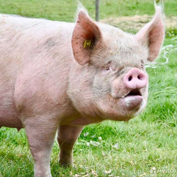 Домашняя свинья на мясо