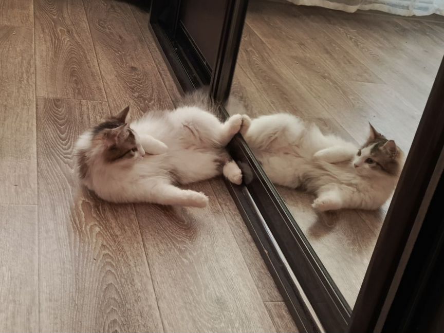 Котята подростки