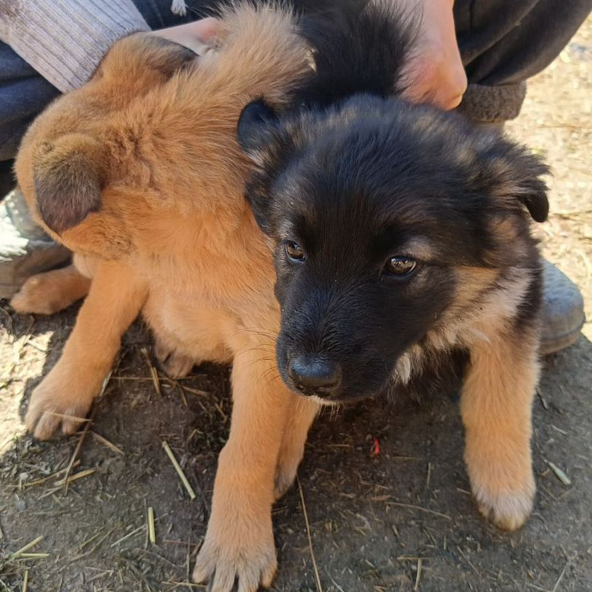 Немецкая овчарка, щенок