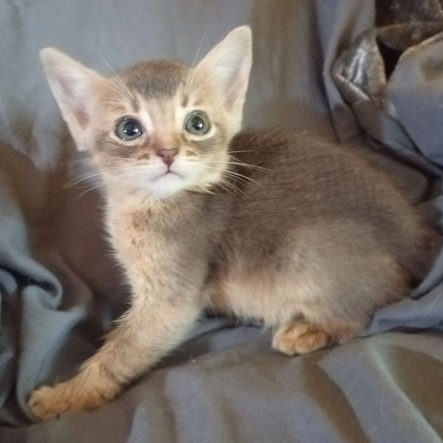 Абиссинский котёнок