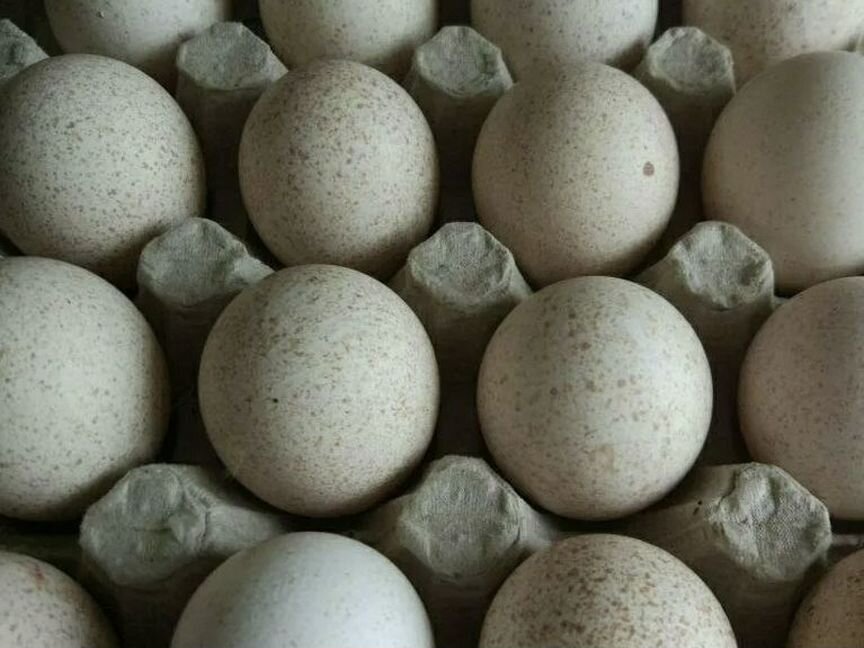 Инкубационное яйцо индейки