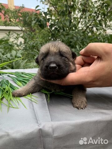Вео бронирование супер-малышей