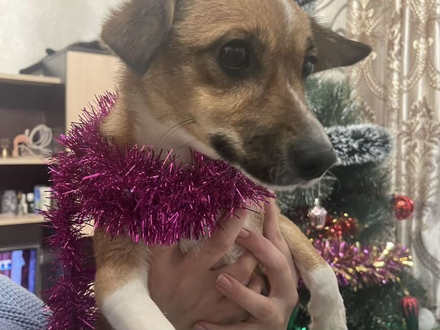 Отдам бесплатно в добрые руки