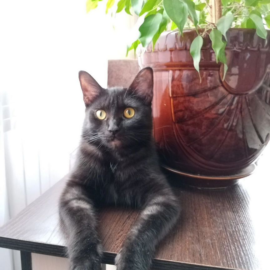 Котята полукровки