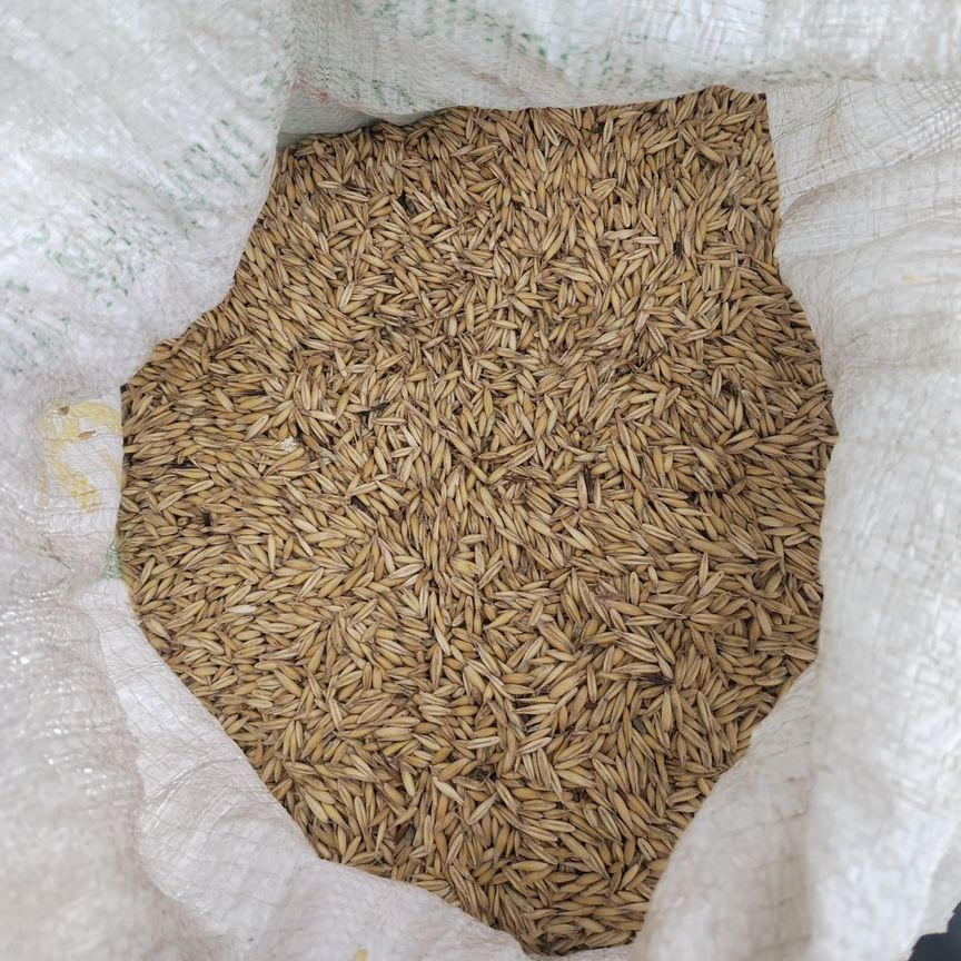 Пшеница авес