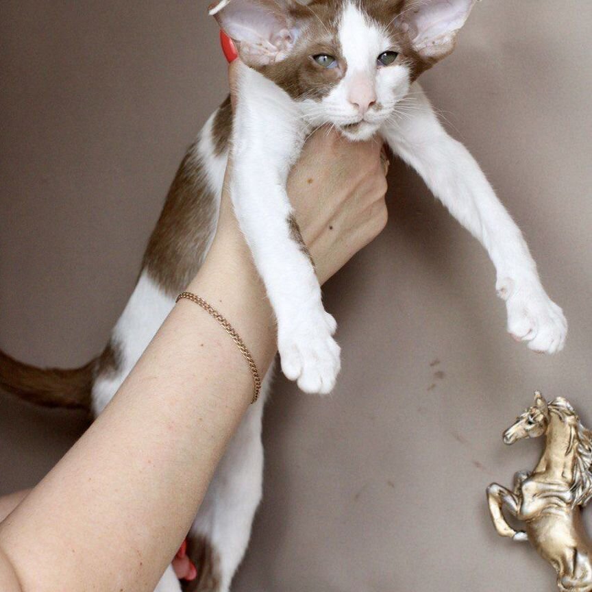 Ориентальные котята экстрим