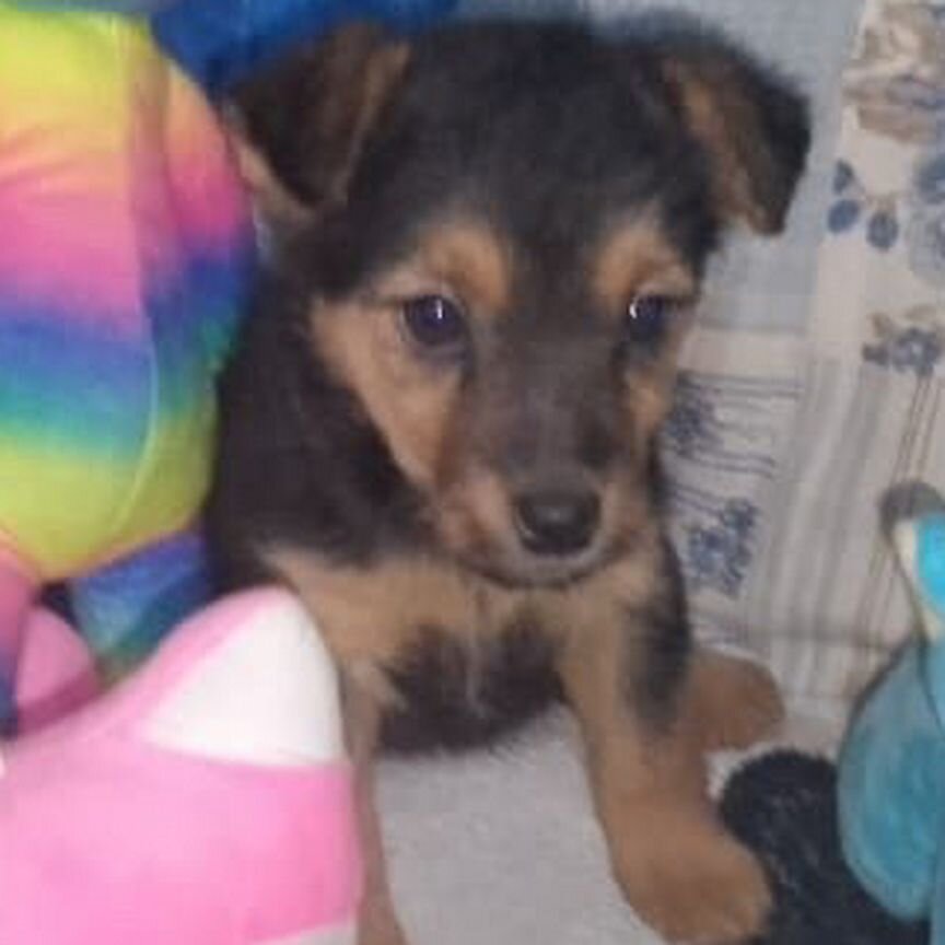 Нелюди выбросили 2 маленьких щенков