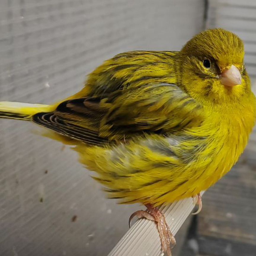 Кенар файф фенси