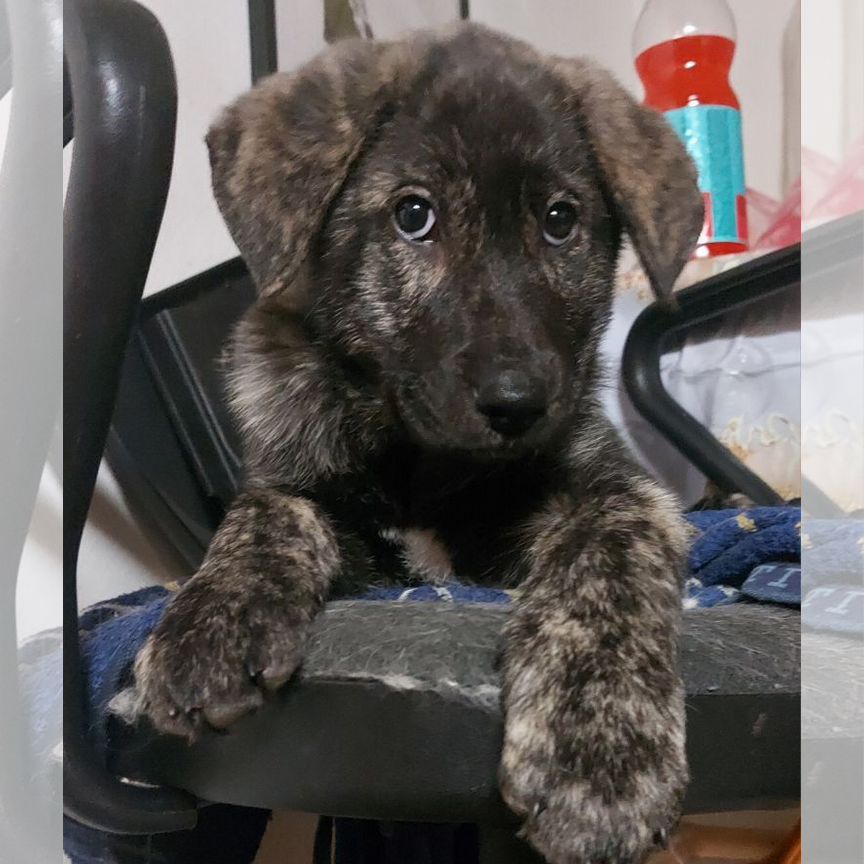 Щенок в добрые руки